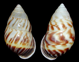 Amphidromus perversus (Linnaeus, 1758)